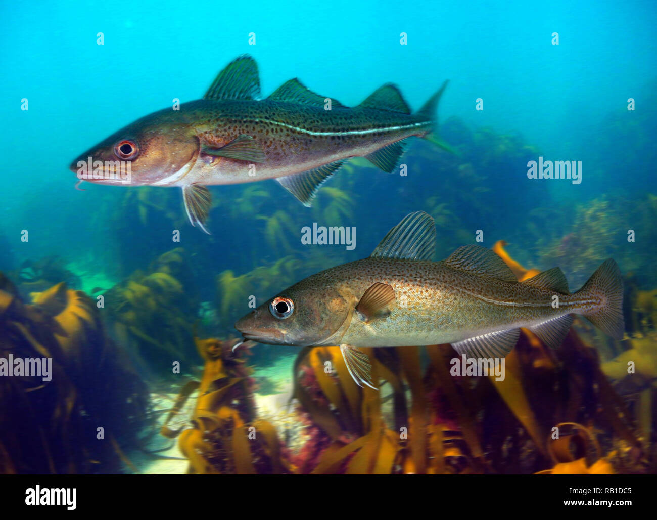 Catching Cod High Resolution Stock Photography and Images - Alamy