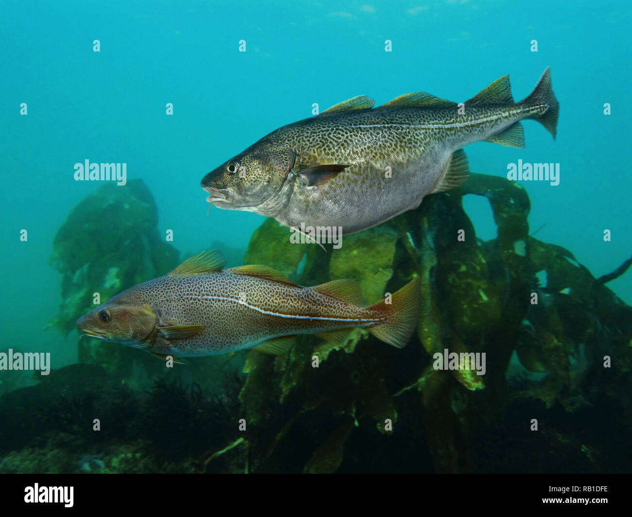 Fecund Stock Photos & Fecund Stock Images - Alamy