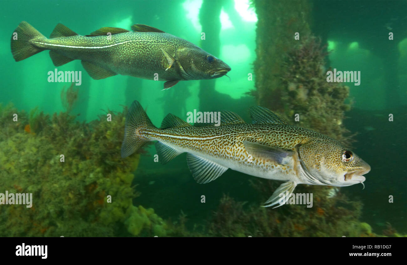 Atlantic Cod Gadus Morhua High Resolution Stock Photography and Images ...