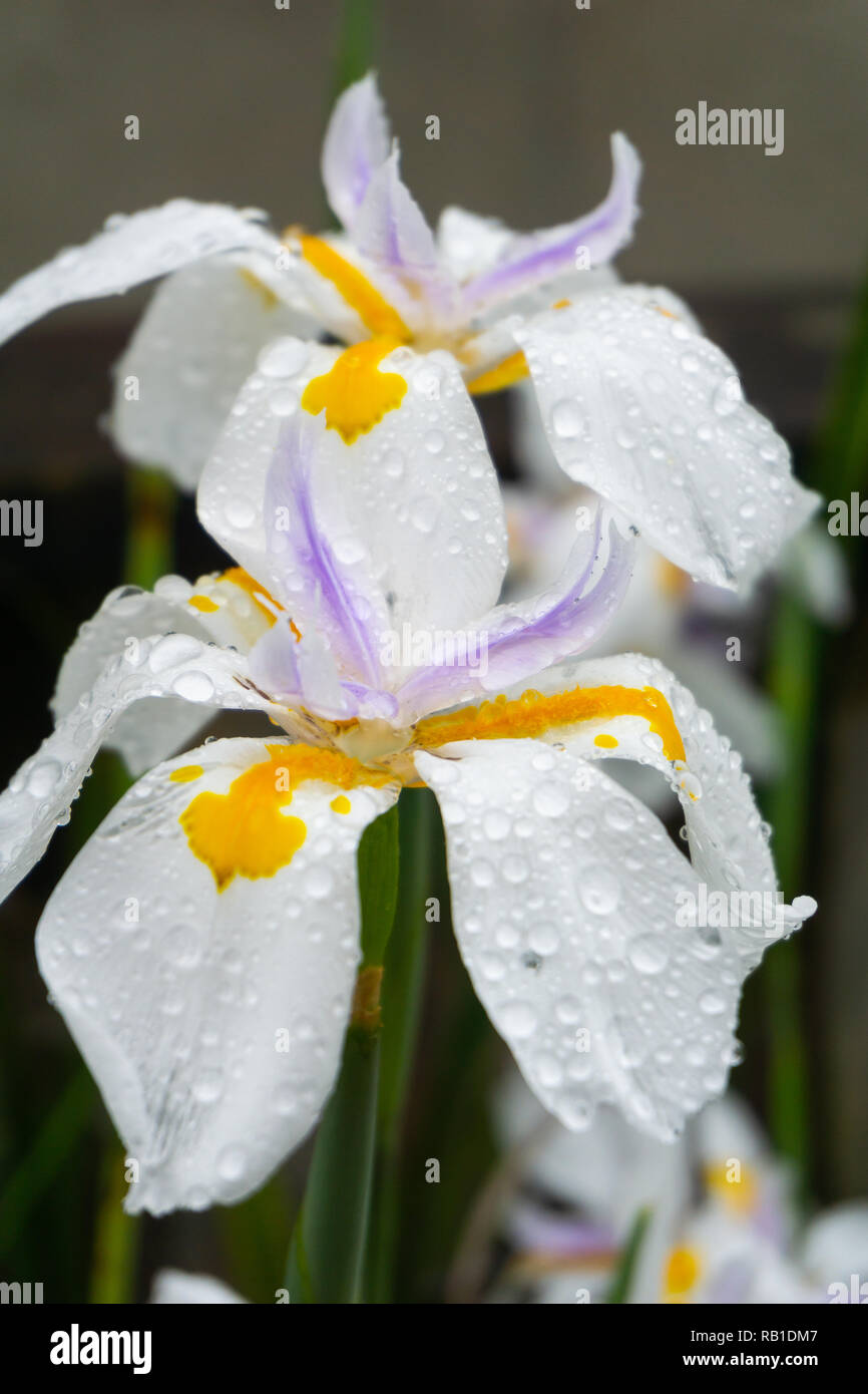 Deites grandiflora delicate attractive iris flower close-up Stock Photo ...