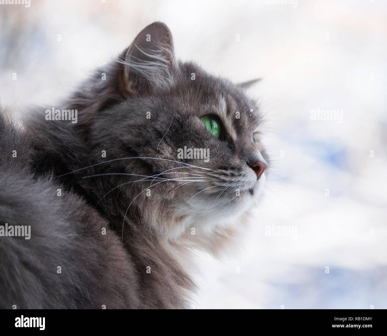 Beautiful female model profile hi-res stock photography and images - Alamy