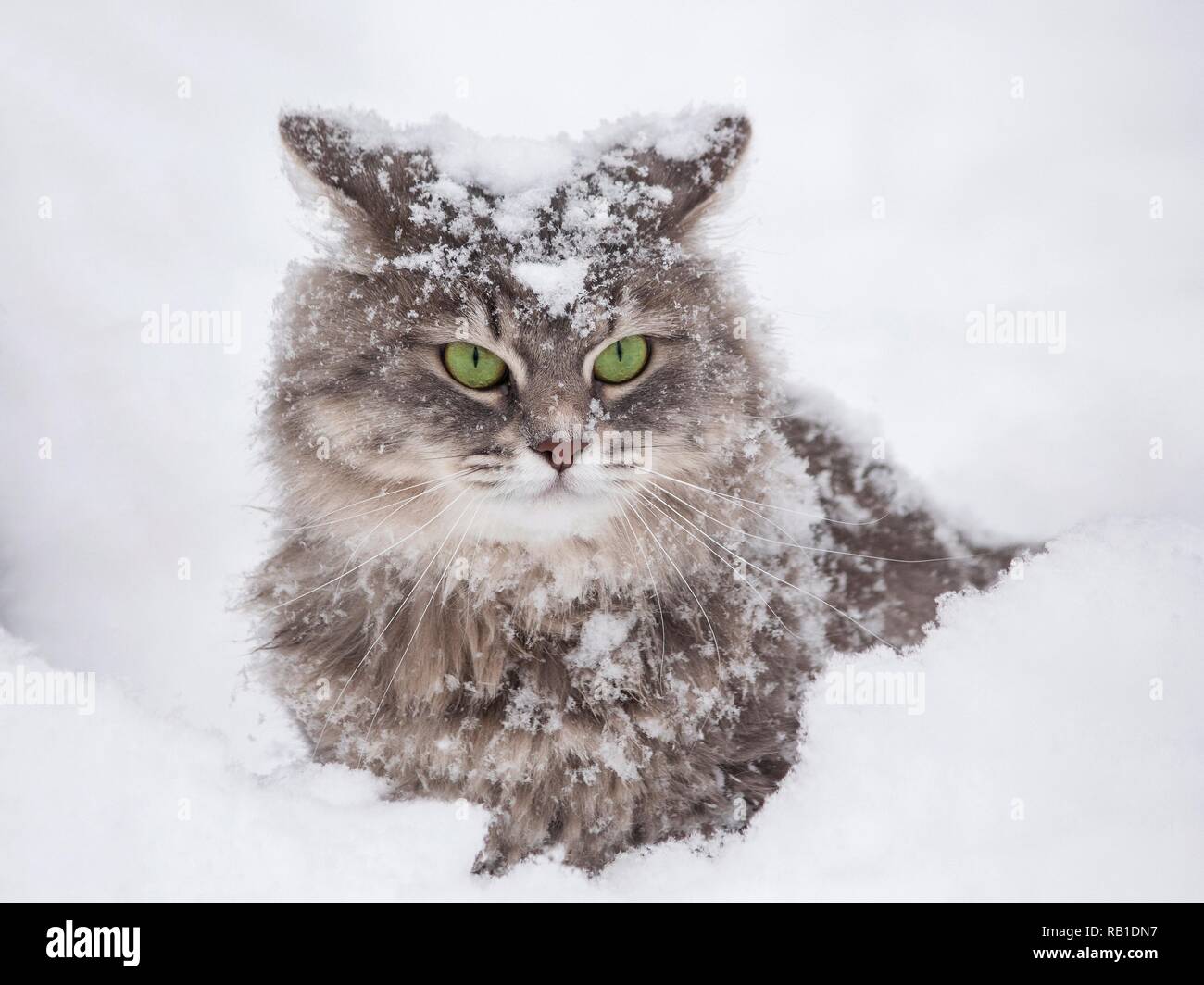 Beautiful pets hi-res stock photography and images - Alamy