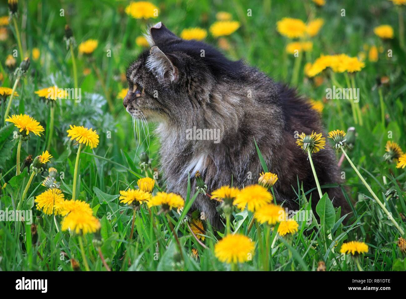 Old photos of animals hi-res stock photography and images - Alamy