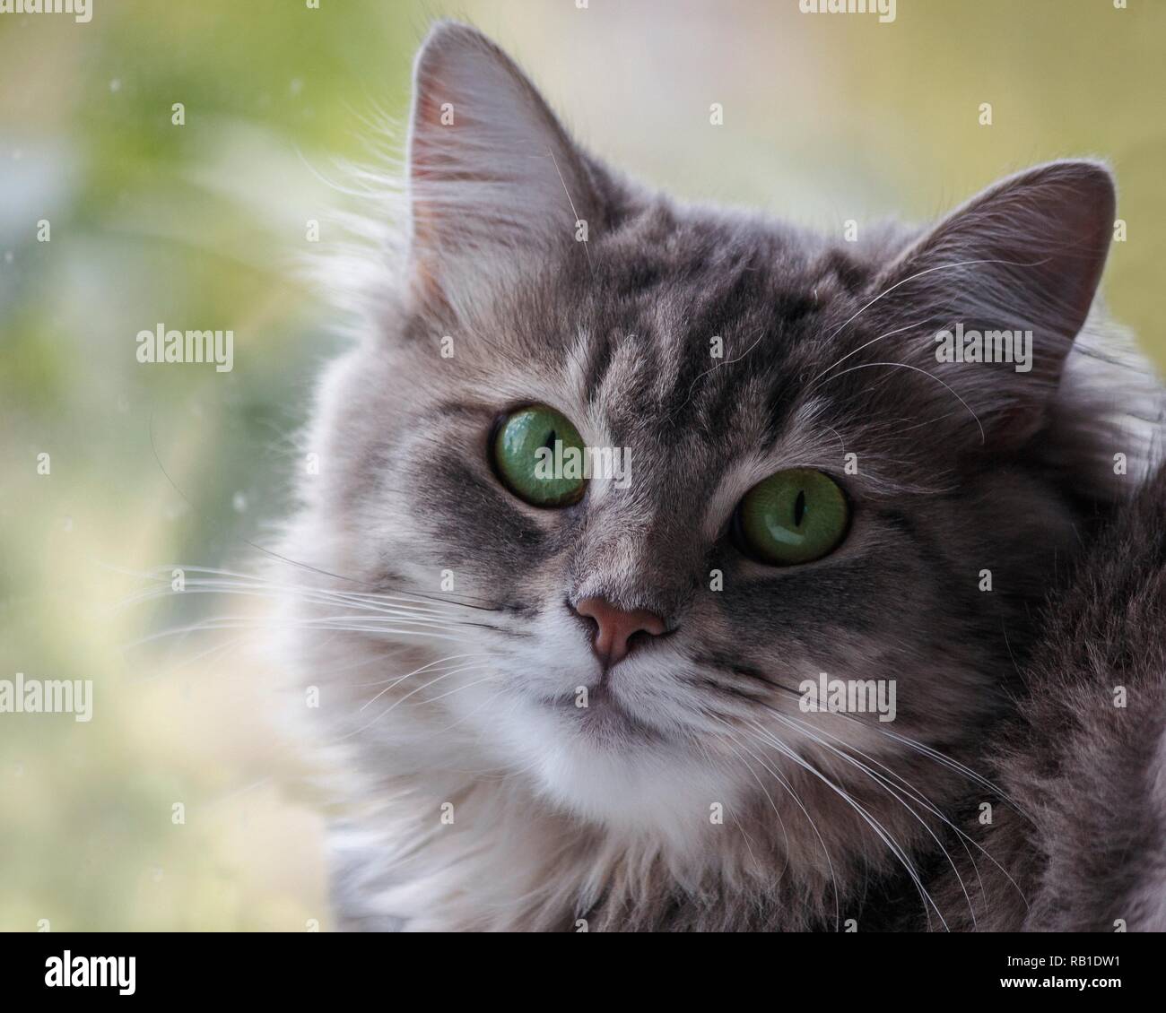 Beautiful cat hi-res stock photography and images - Alamy