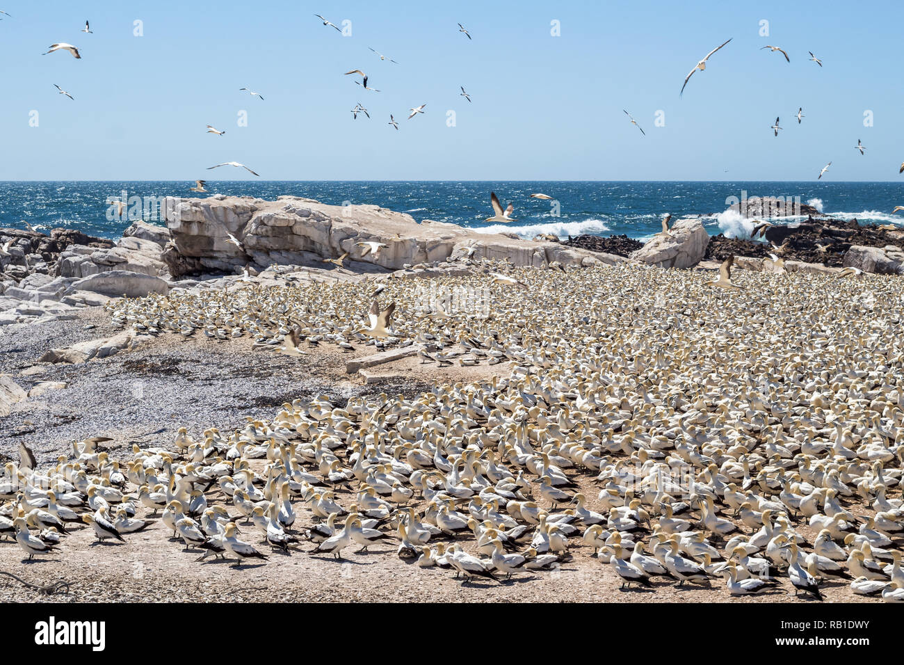 Bird Island Nature Reserve in Lambert's Bay West Coast South Africa ...