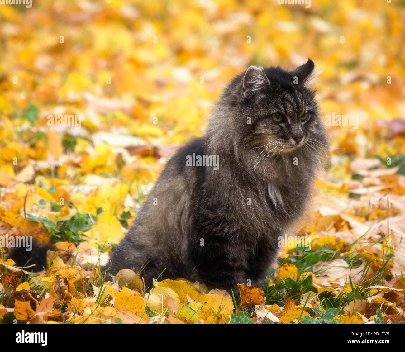 Cats on the autumn walking Stock Photo - Alamy