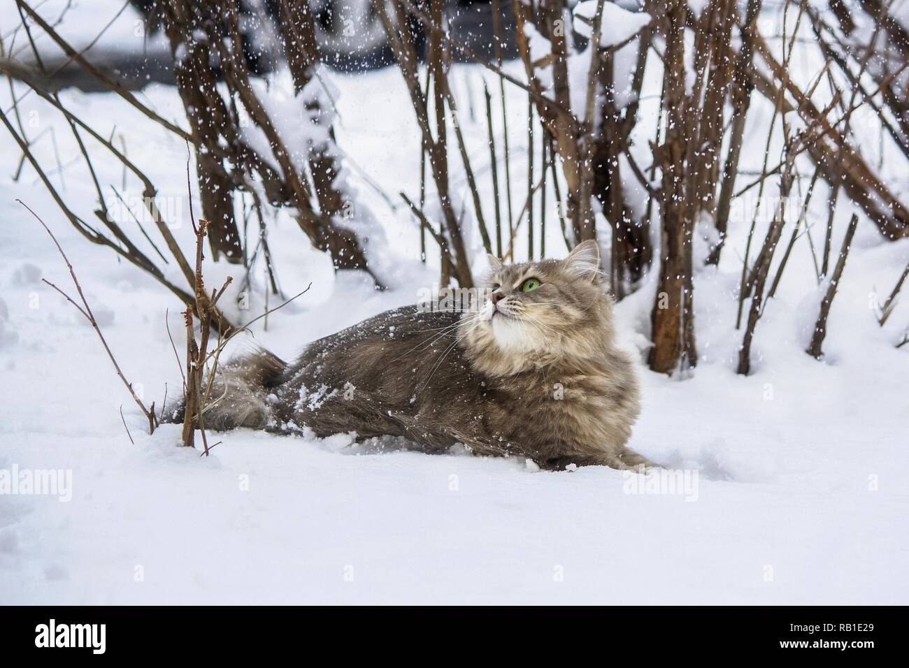 Beautiful pets hi-res stock photography and images - Alamy