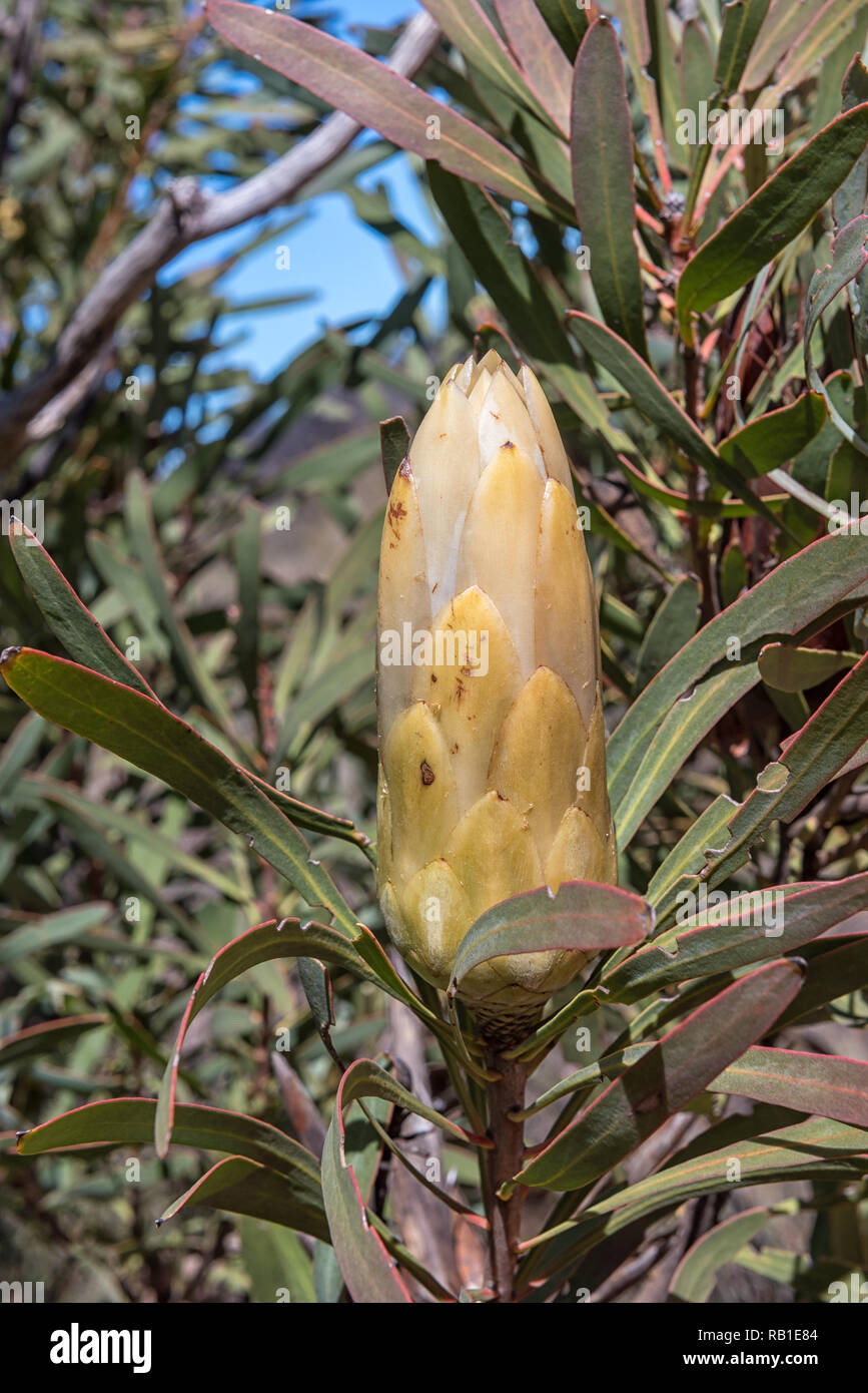 Cone of the waboom (wagon-tree), Protea nitida, on the Rooibos Heritage ...