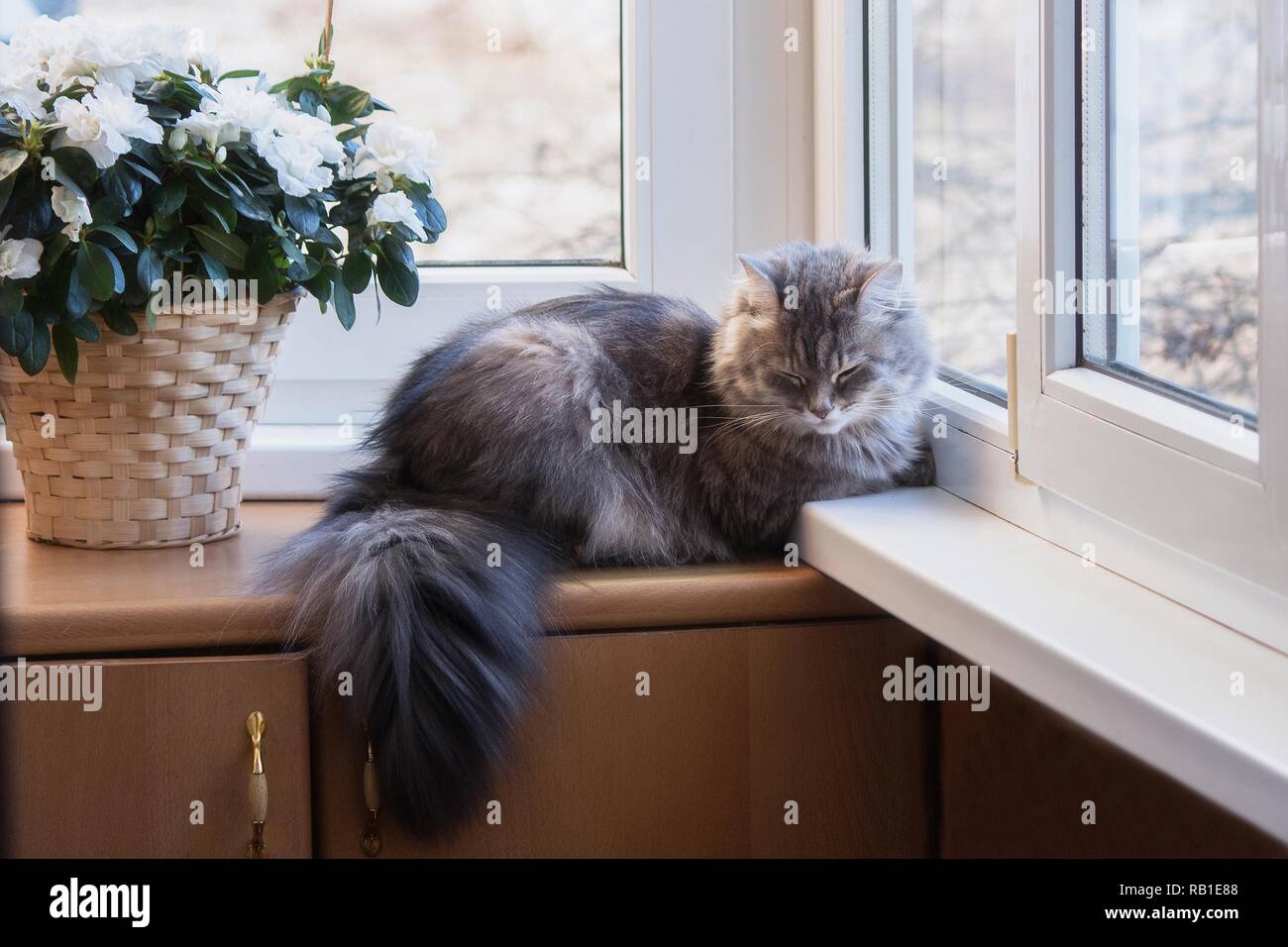 Portrait of beautiful kitty closeup Stock Photo - Alamy