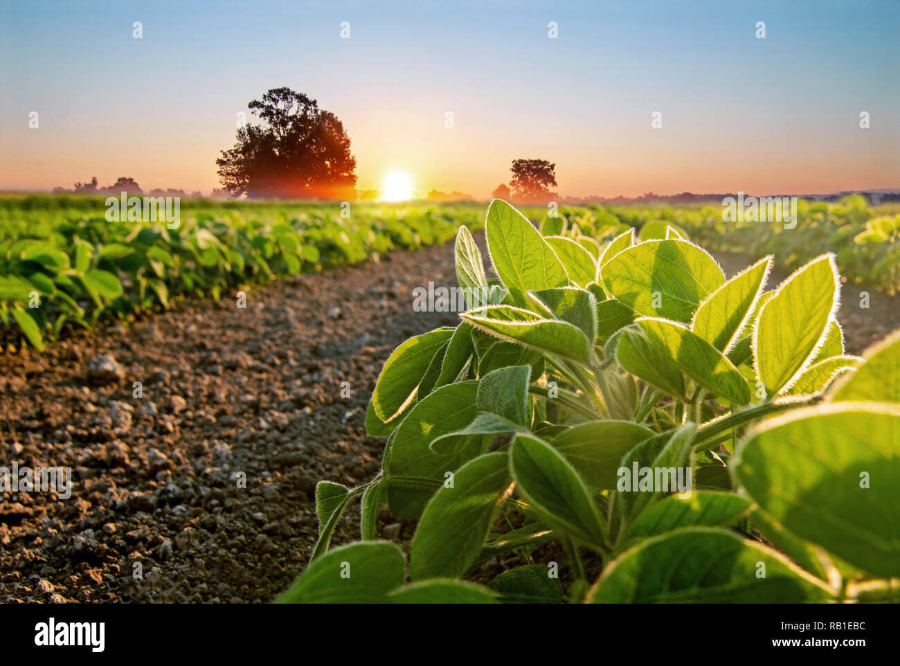 Soybean field hi-res stock photography and images - Alamy