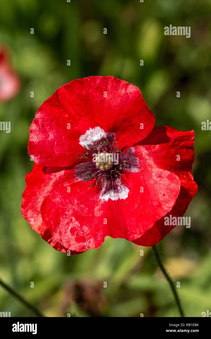 A single poppy hi-res stock photography and images - Alamy
