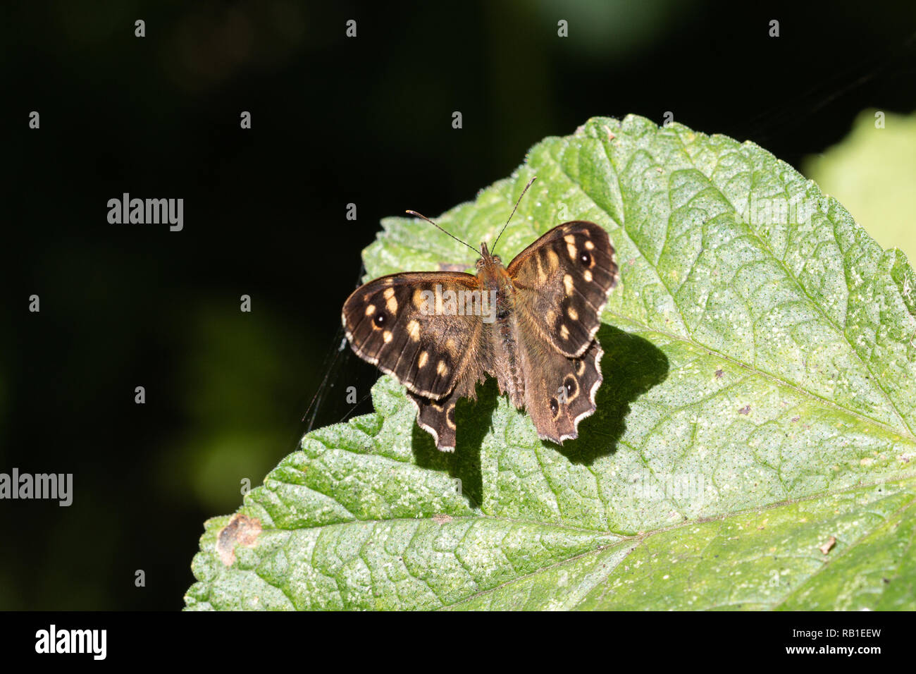 Butterfly damaged wing hi-res stock photography and images - Alamy
