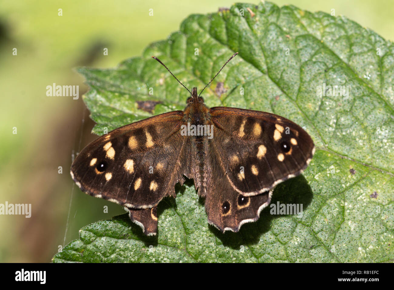 Damaged wing hi-res stock photography and images - Alamy