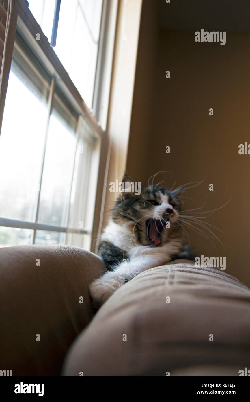 A Yawning Maine Coon Cat Laying in the Window Stock Photo - Alamy