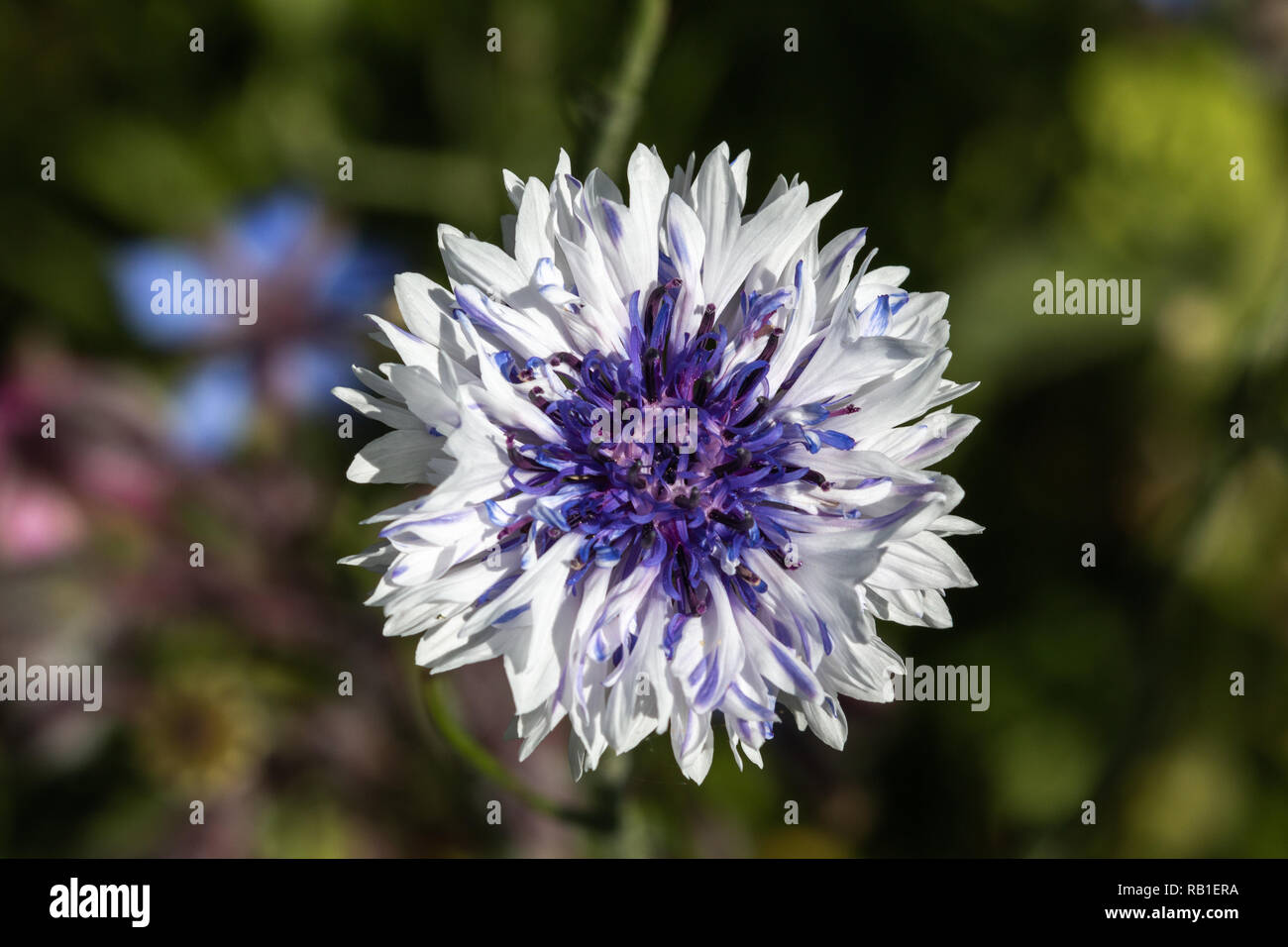 purple and white Cornflower from above, photographed in a meadow Stock ...