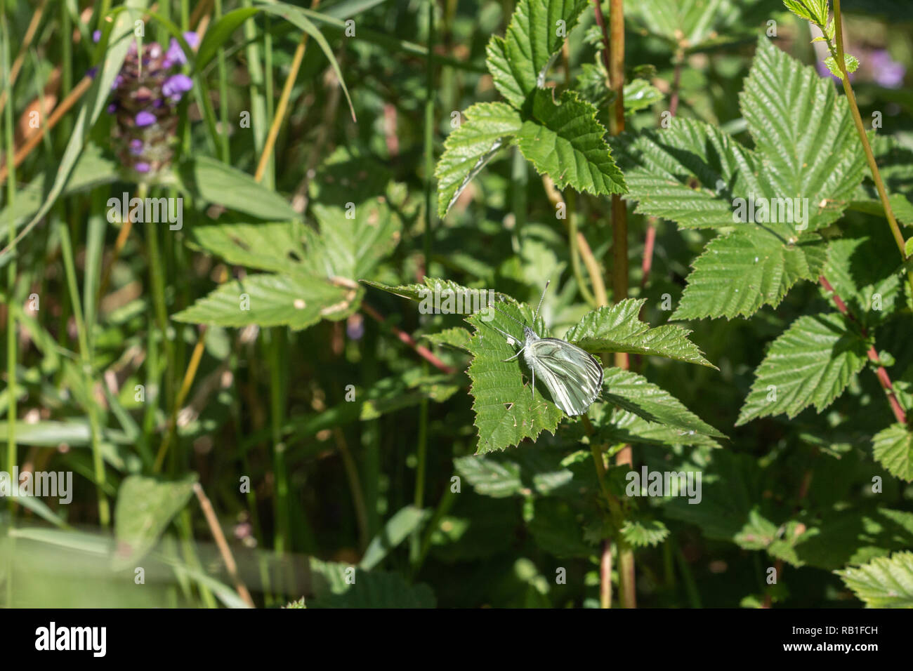 Summer flying insect insects hi-res stock photography and images - Alamy