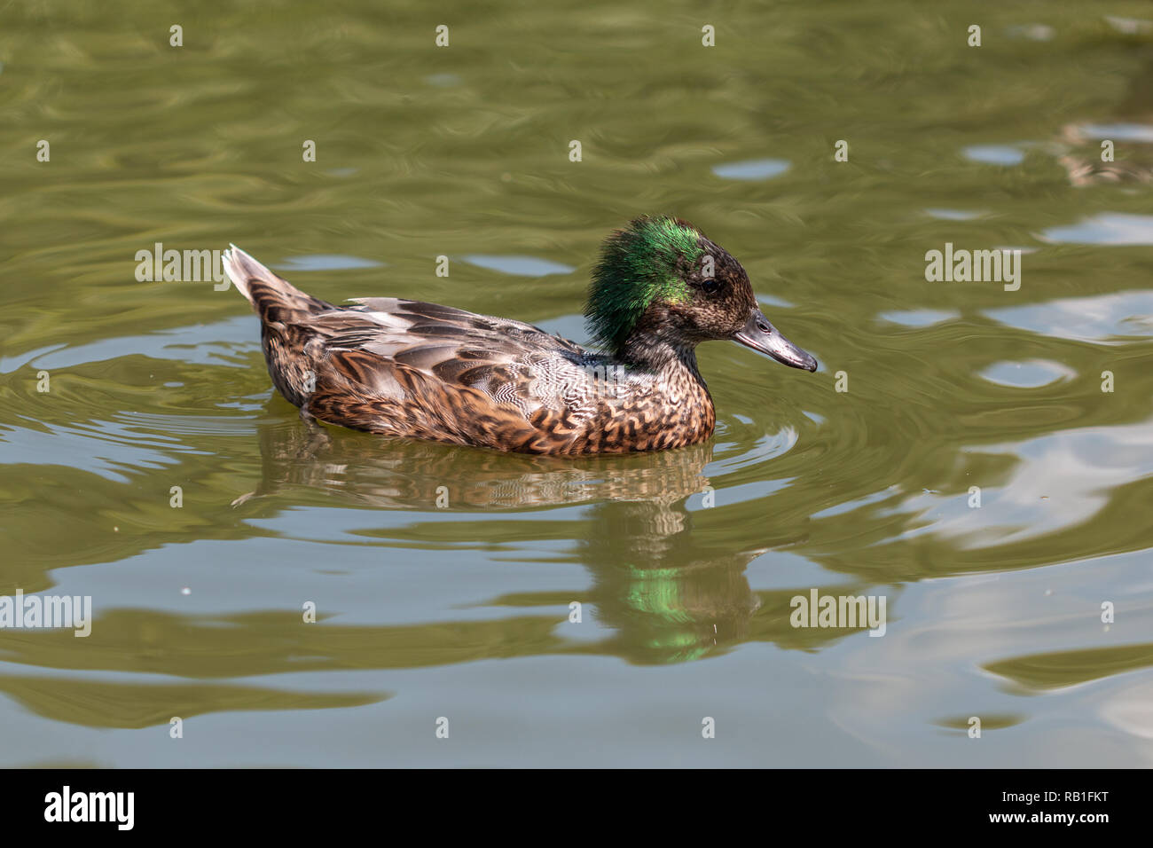Chestnut teal duck hi-res stock photography and images - Alamy