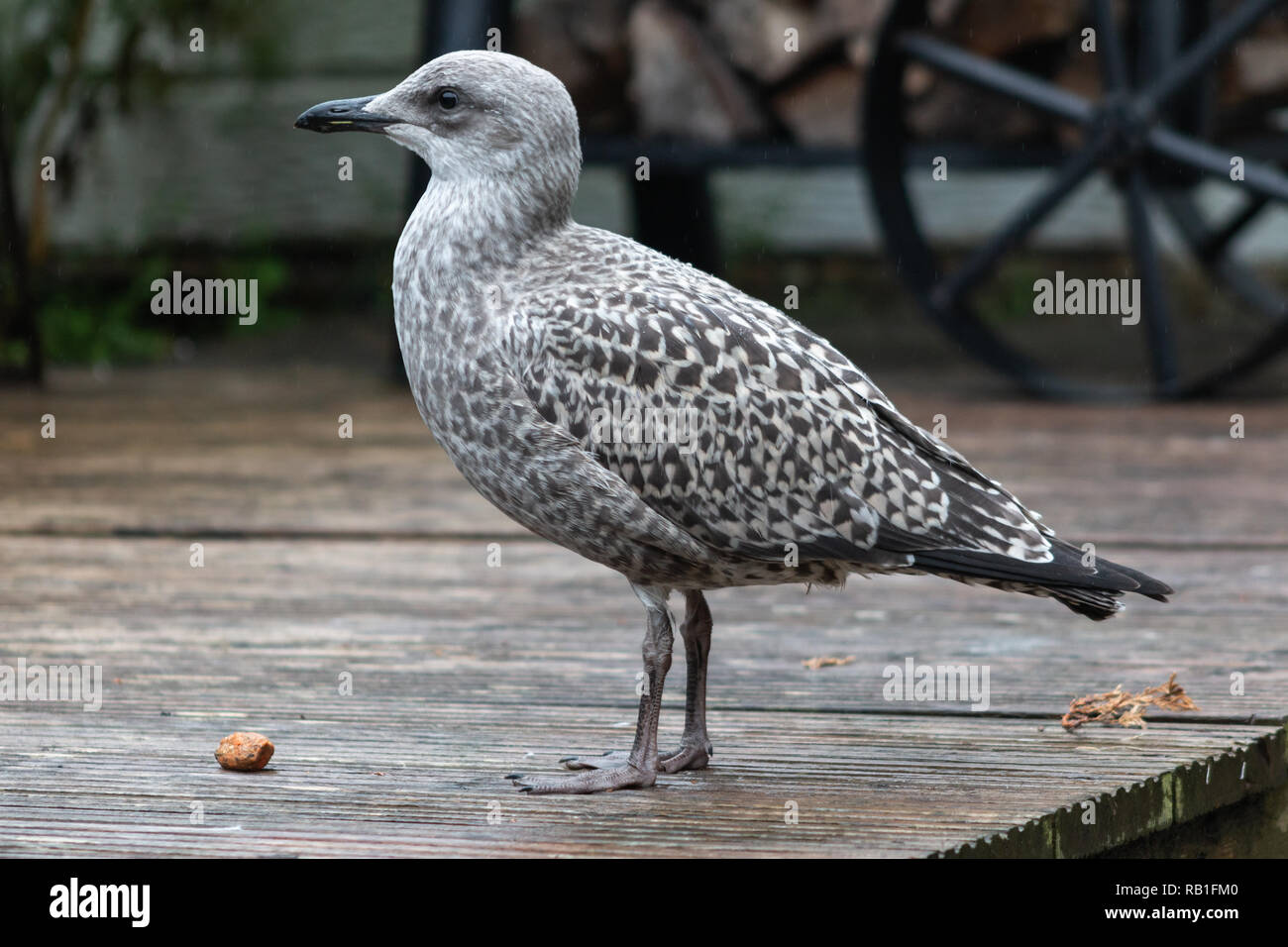 Animal vomit hi-res stock photography and images - Alamy