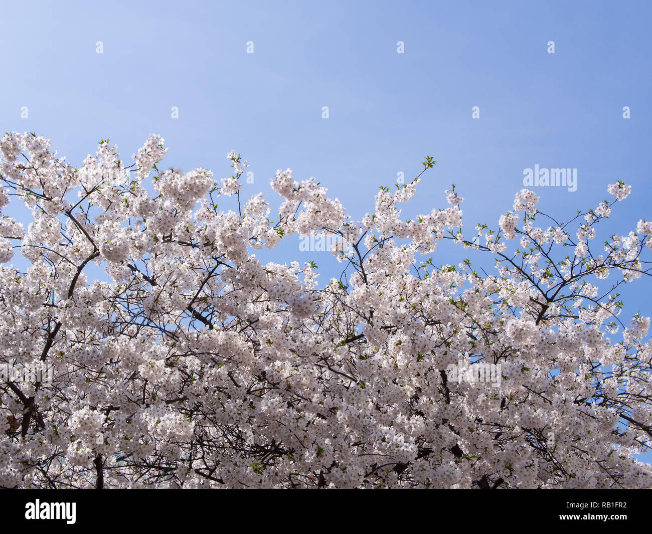 Cherry Blossom of Prunus Tree Against A Blue Sky Stock Photo - Alamy
