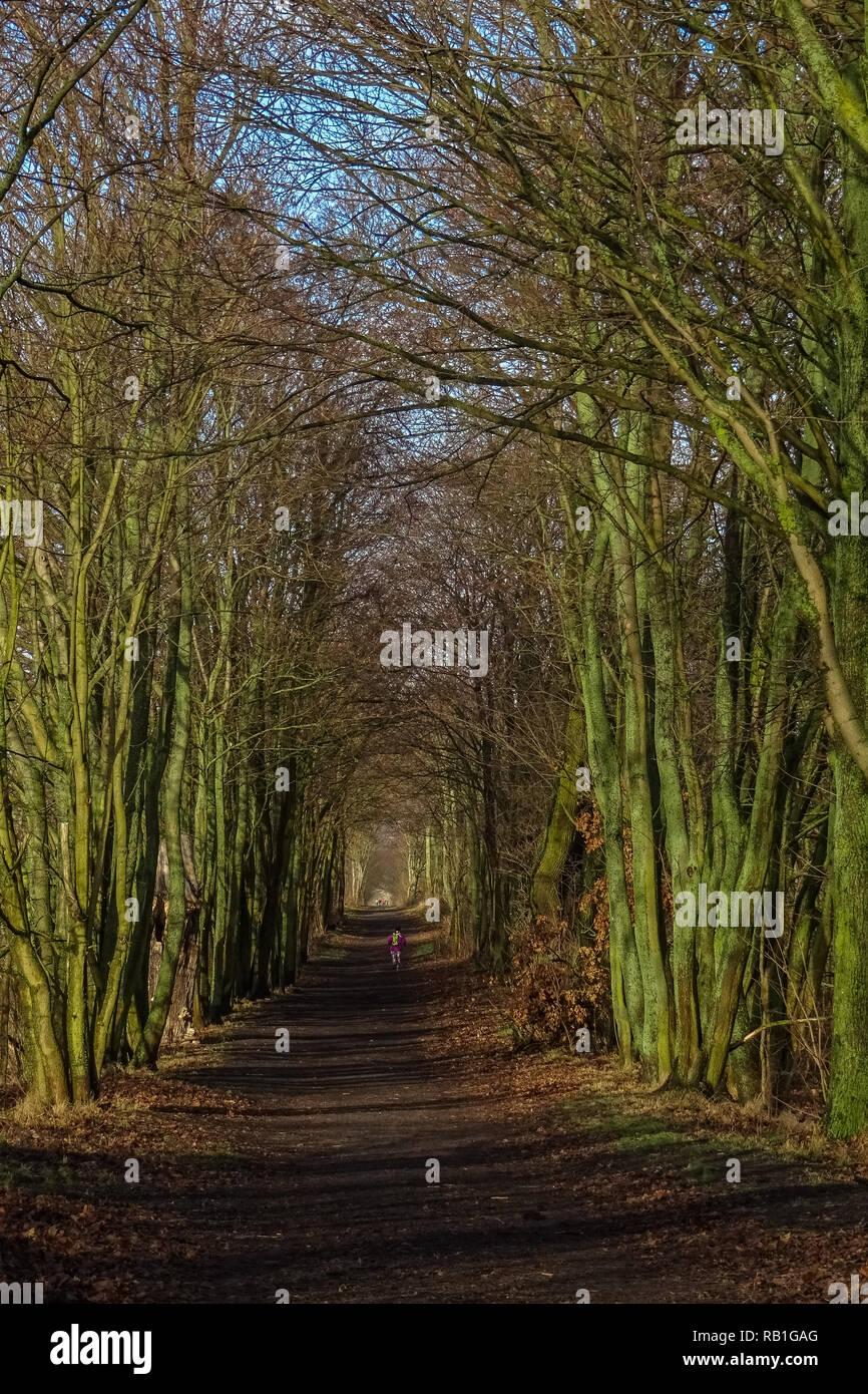 Trees lining a path into the woods - alley or parkway in sunshine Stock ...