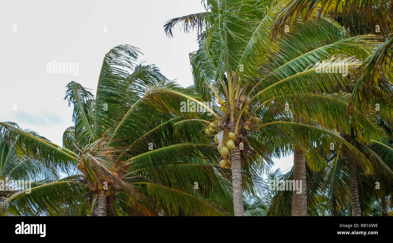 Coconut palms tree during heavy wind or hurricane. Rainy day Stock ...