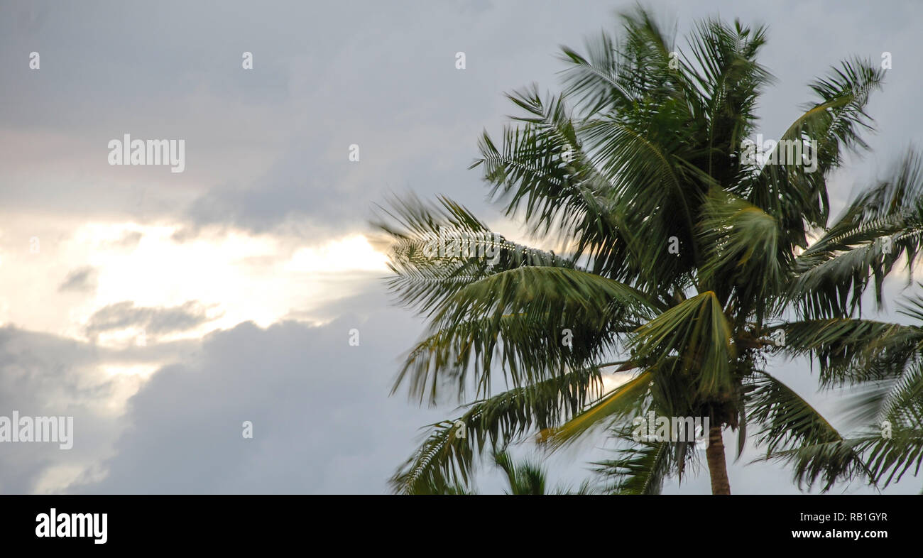Coconut tree blow by the wind hi-res stock photography and images - Alamy