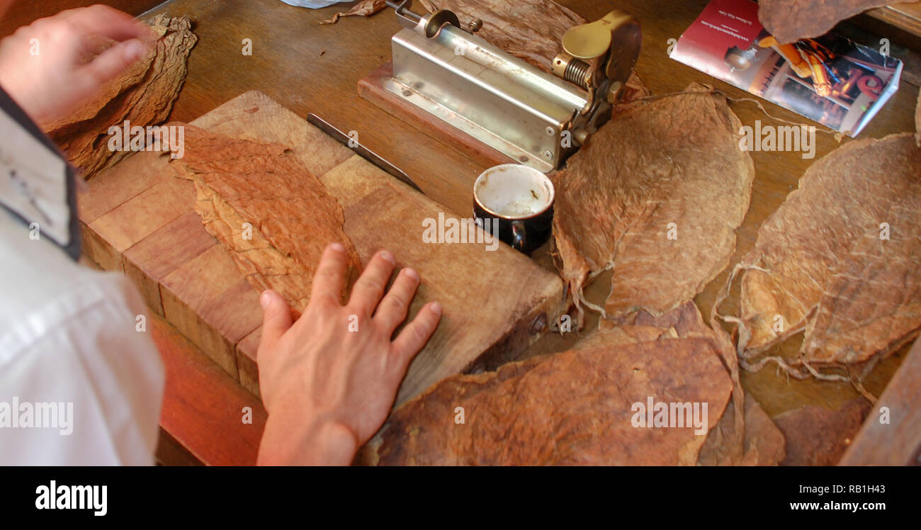 Tobacco manufacturing process hi-res stock photography and images - Alamy