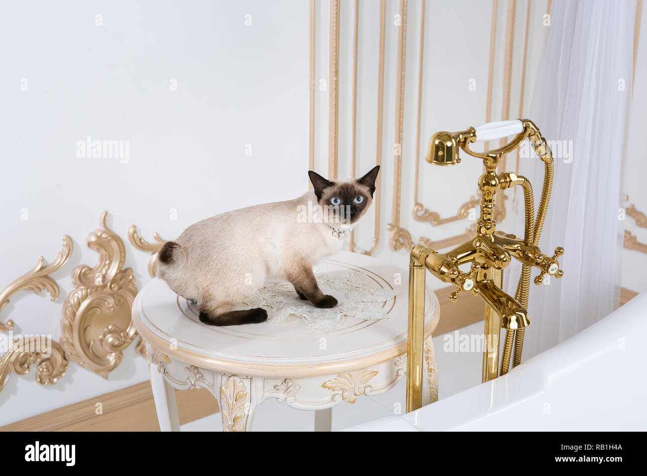The theme is luxury and wealth. A cat without a tail of the Mekong ...