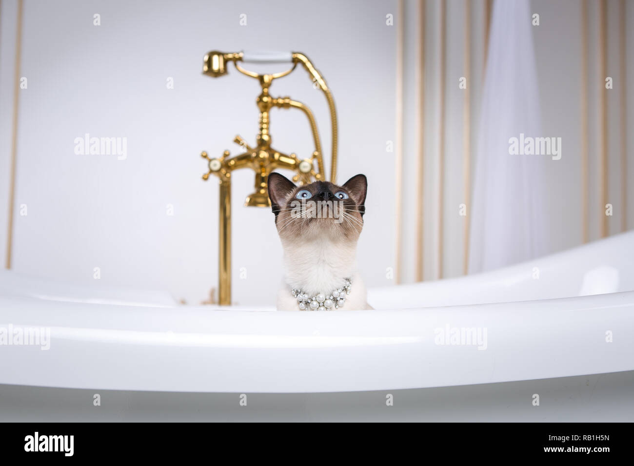 The theme is luxury and wealth. A cat without a tail of the Mekong ...