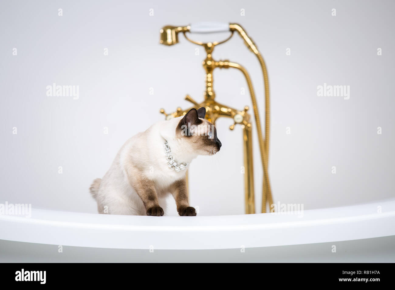 The theme is luxury and wealth. A cat without a tail of the Mekong ...