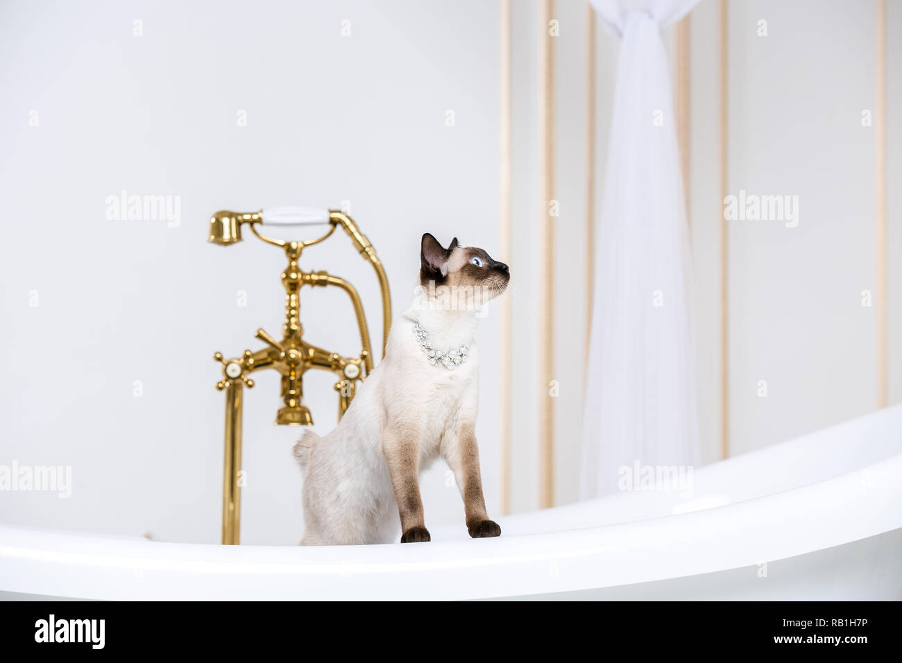 The theme is luxury and wealth. A cat without a tail of the Mekong ...