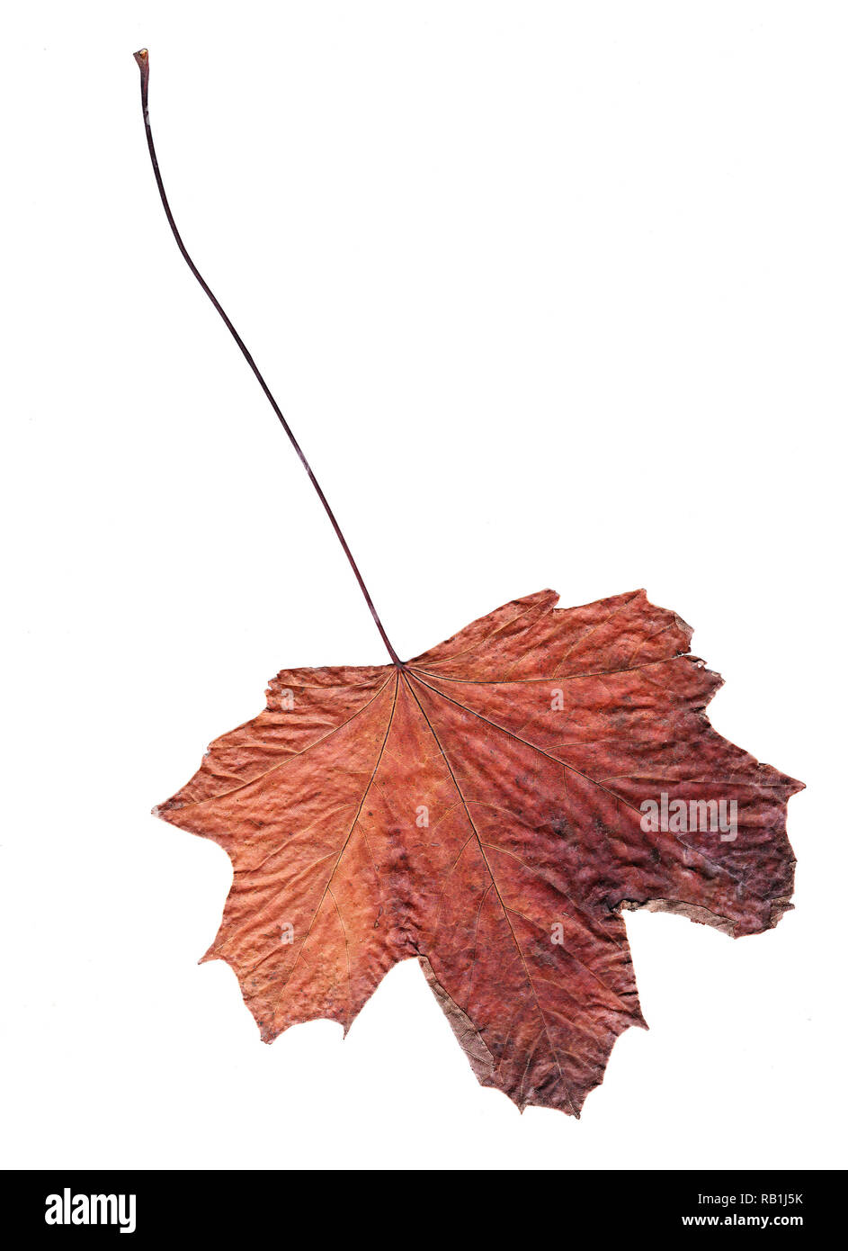 Flat dry red maple leaf isolated on white background Stock Photo - Alamy