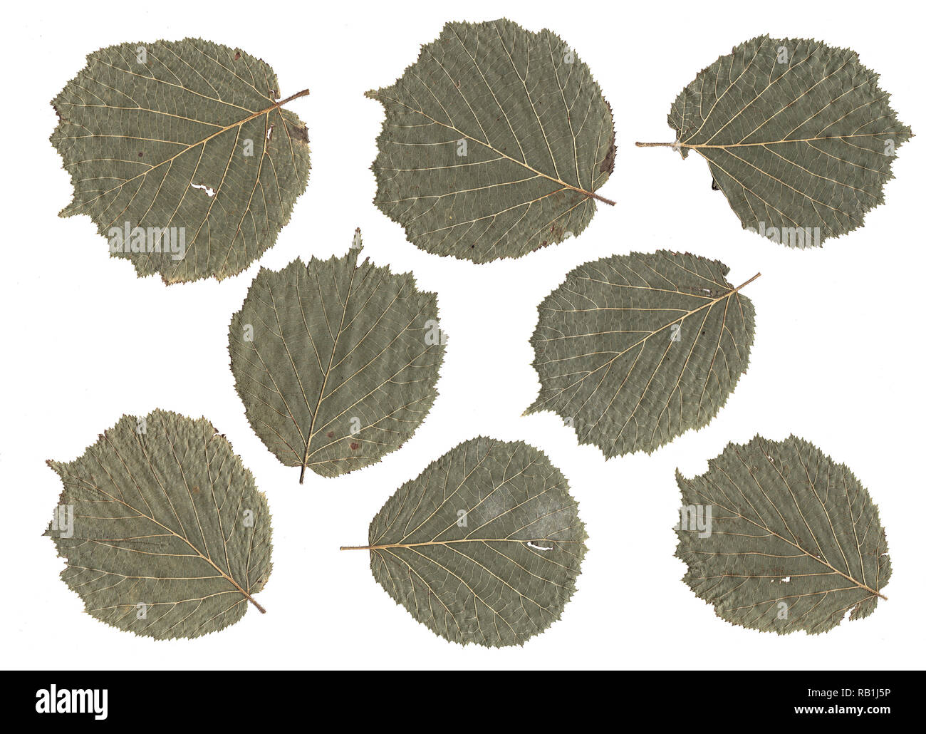 Flat dry alder leaves composition isolated on white background Stock ...