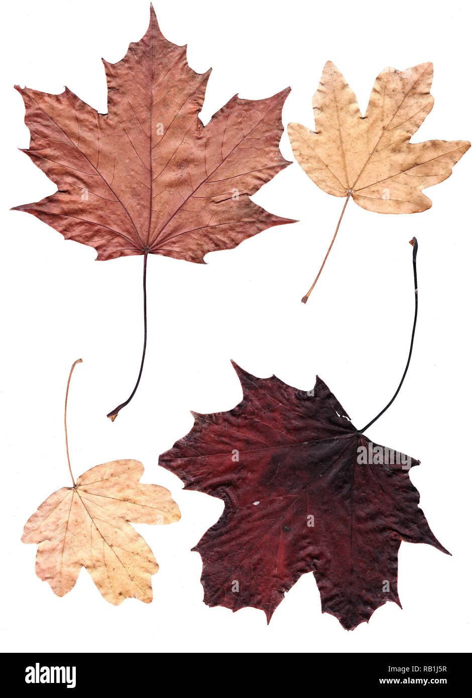 Flat dry red and brown maple leaves isolated on white background Stock ...