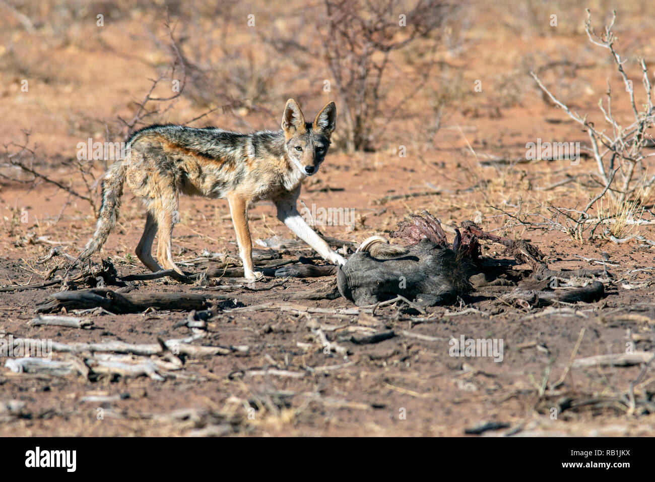 Black-backed jackal (Canis mesomelas) feeding on dead warthog ...