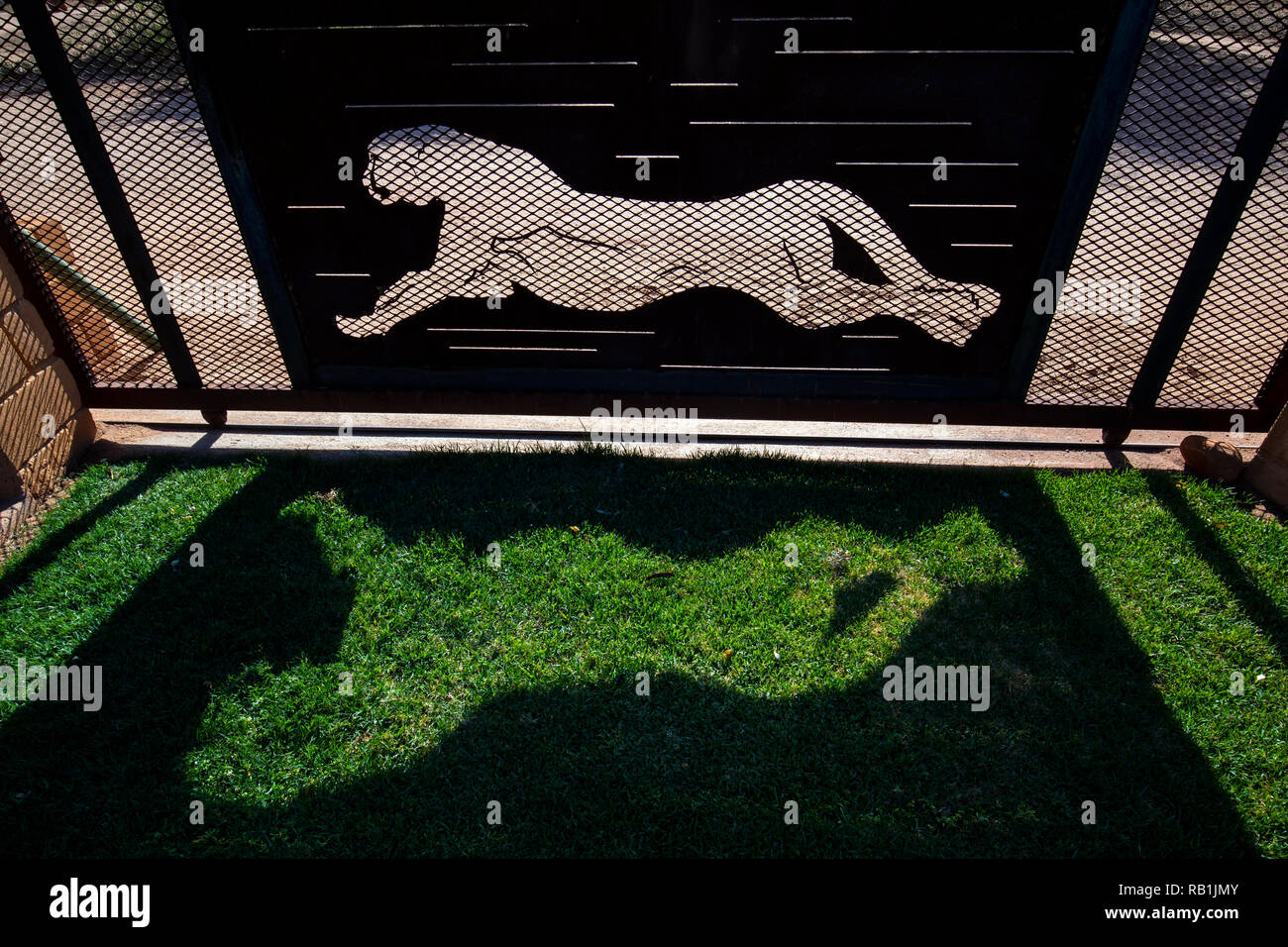 Light passing through cheetah design on metal gates at Okonjima Plains ...