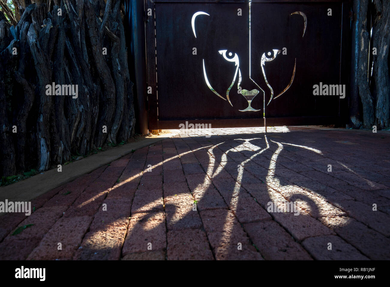 Cheetah face shadow hi-res stock photography and images - Alamy