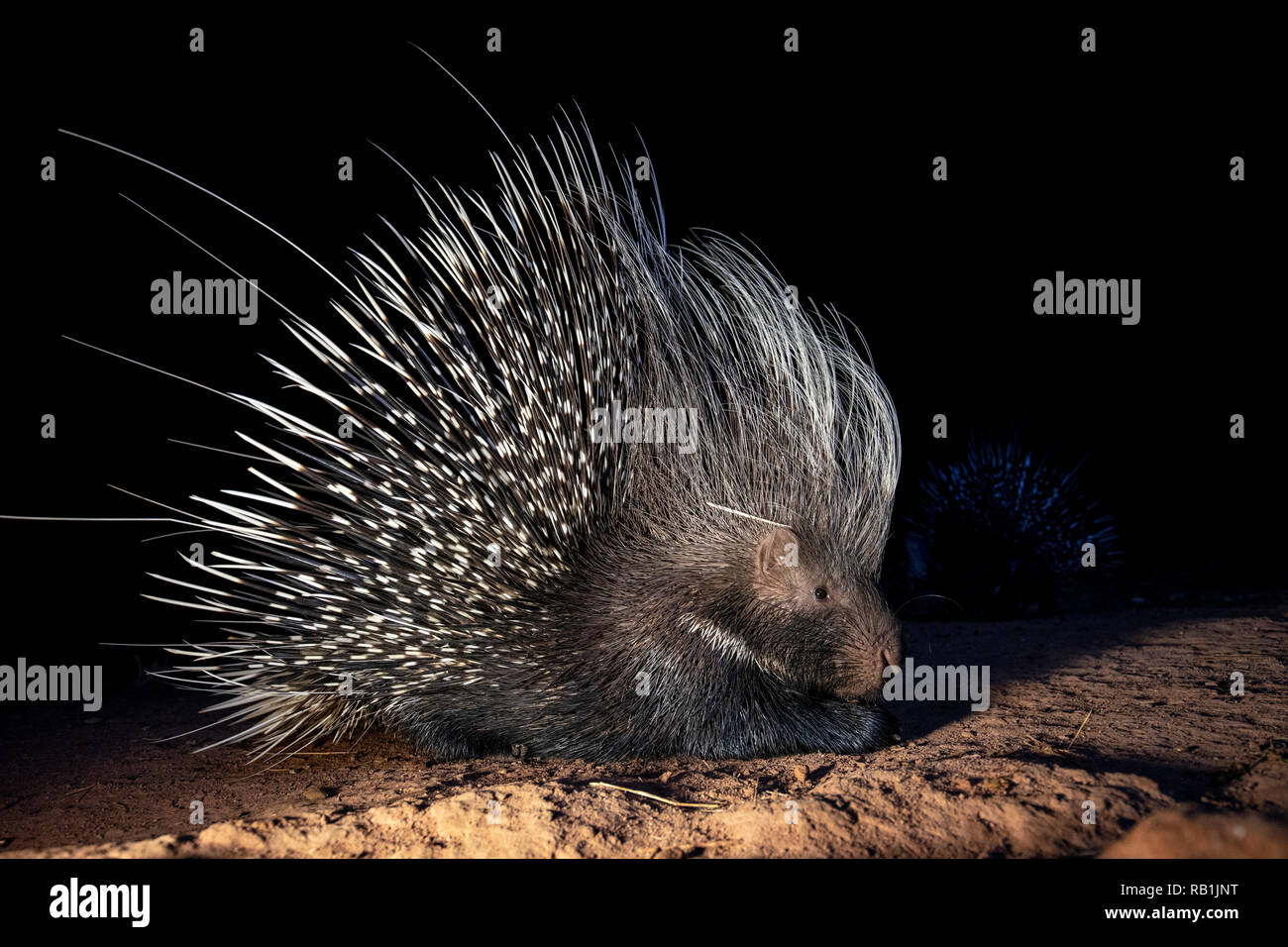 Cape porcupine or South African porcupine (Hystrix africaeaustralis ...