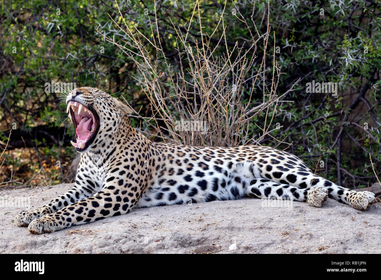 Yawning Leopard (Panthera pardus) - Okonjima Nature Reserve, Namibia ...