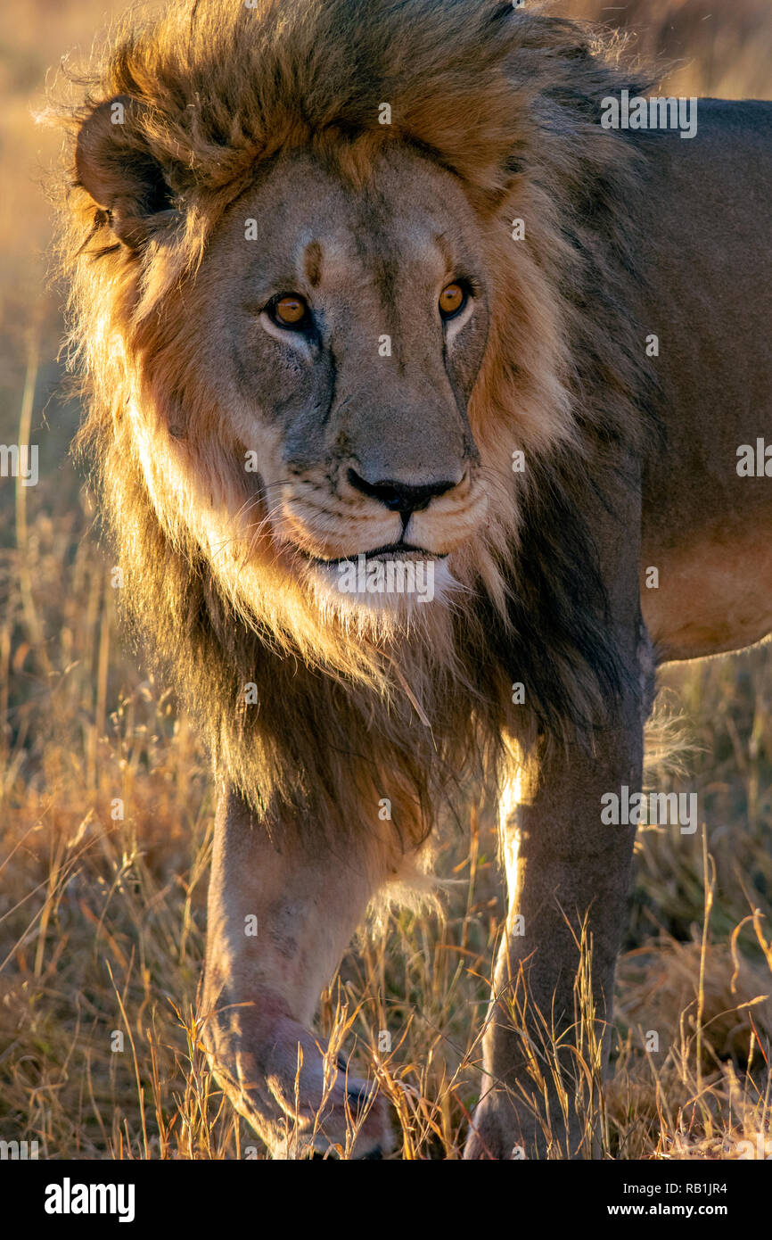 African Lion (Panthera leo) [Captive] - AfriCat Foundation, Okonjima ...