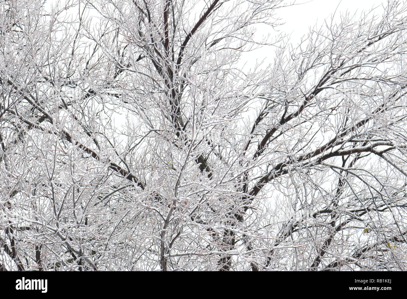 Ice tree branches hi-res stock photography and images - Alamy