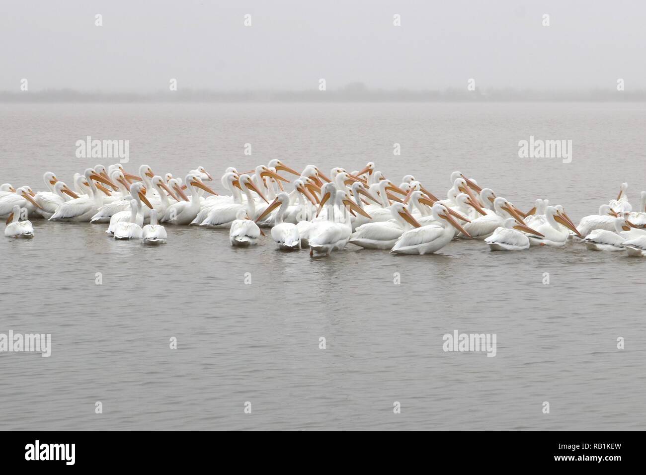 A flock of white american pelicans floating in the water on a cold ...