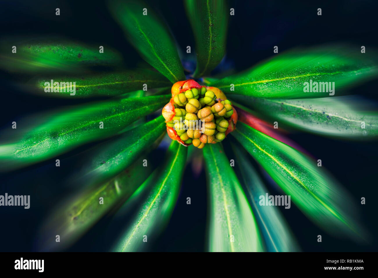 Budding flower hi-res stock photography and images - Alamy