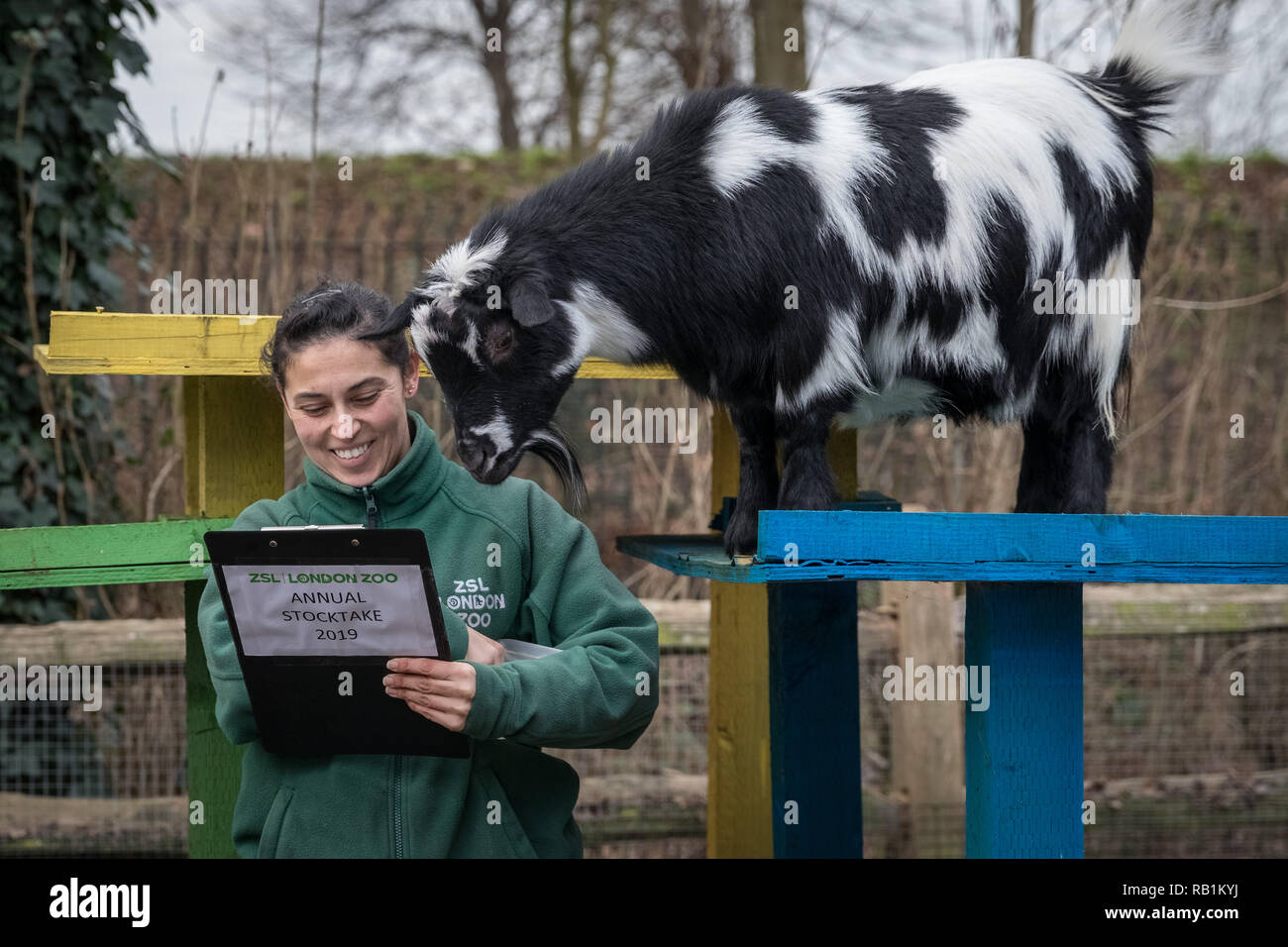 Annual Animal Stocktake at ZSL London Zoo begins. It takes almost a ...