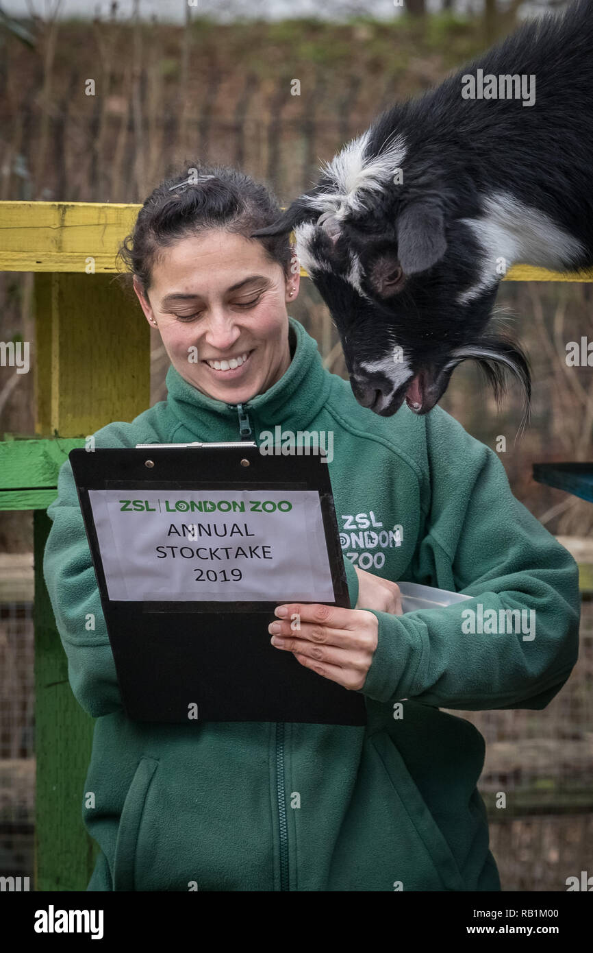 Annual Animal Stocktake at ZSL London Zoo begins. It takes almost a ...