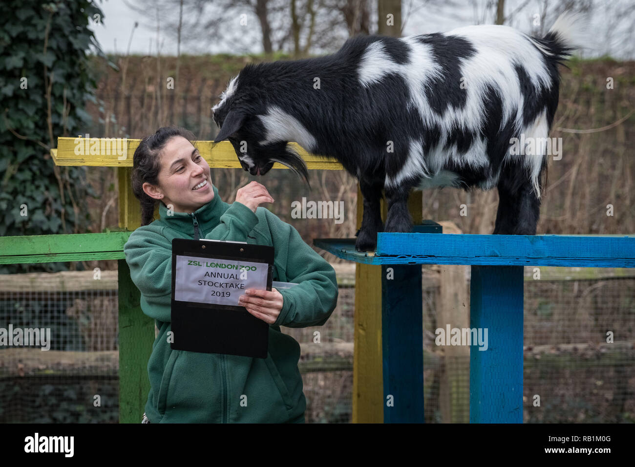Annual Animal Stocktake at ZSL London Zoo begins. It takes almost a ...