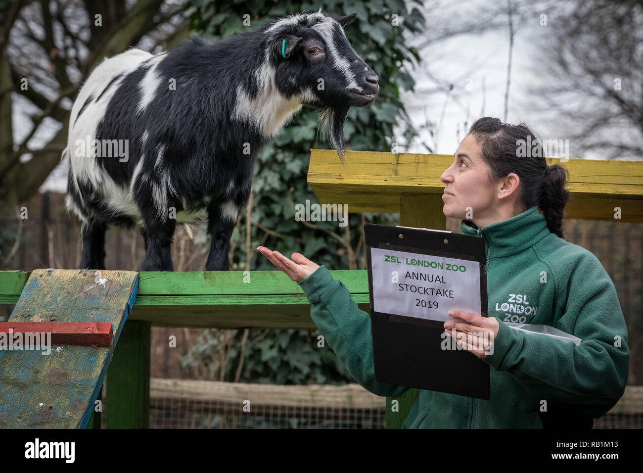 Annual Animal Stocktake at ZSL London Zoo begins. It takes almost a ...