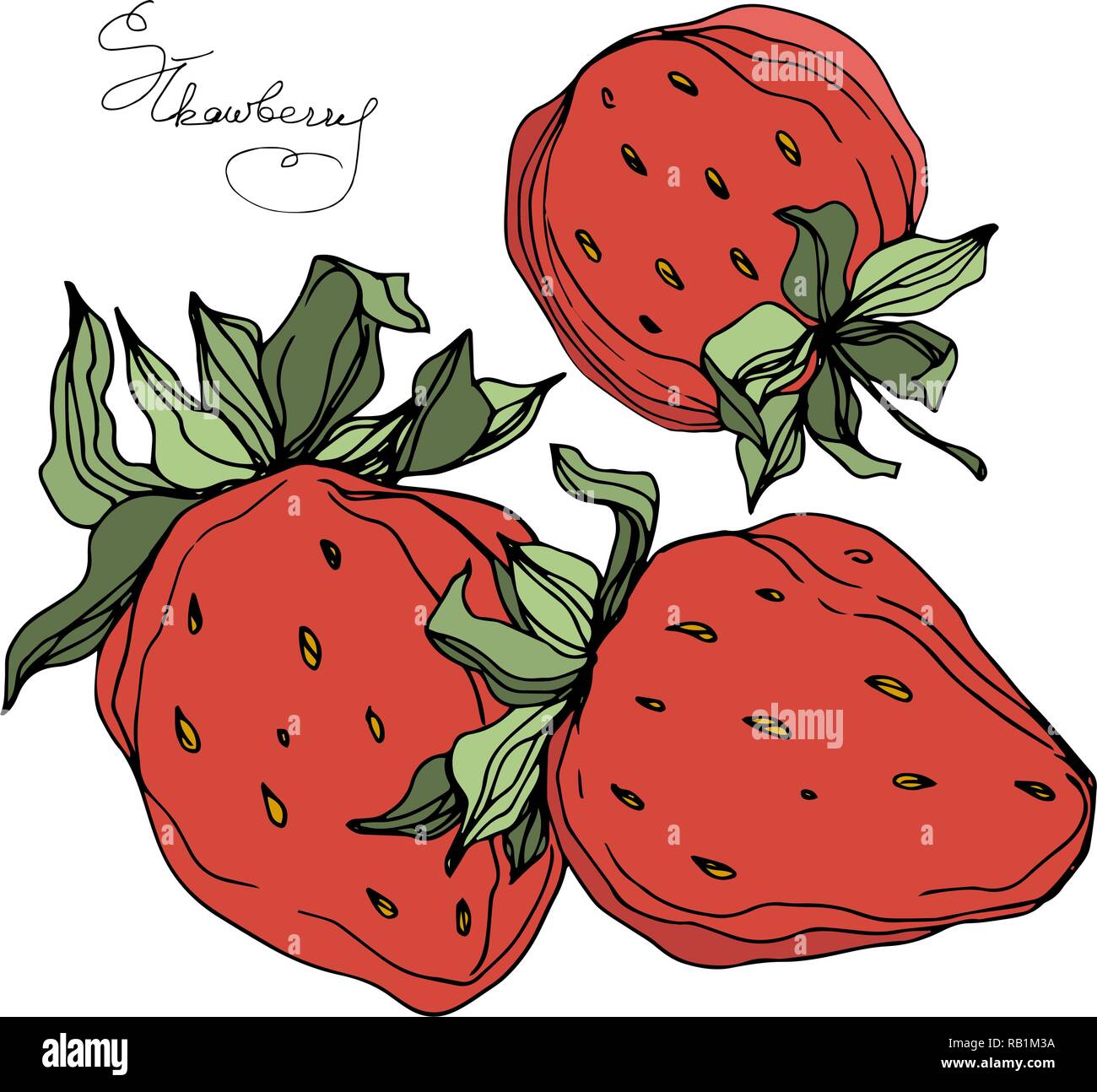 Vector Strawberry fruits. Green leaf. Red and green engraved ink art ...
