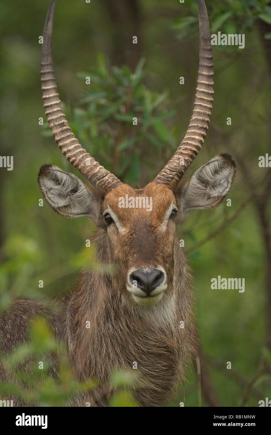 Rearing antelope hi-res stock photography and images - Alamy