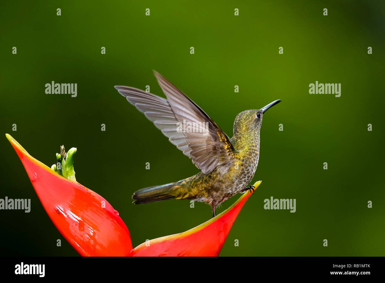 Hummingbird, Costa Rican rainforest Stock Photo - Alamy